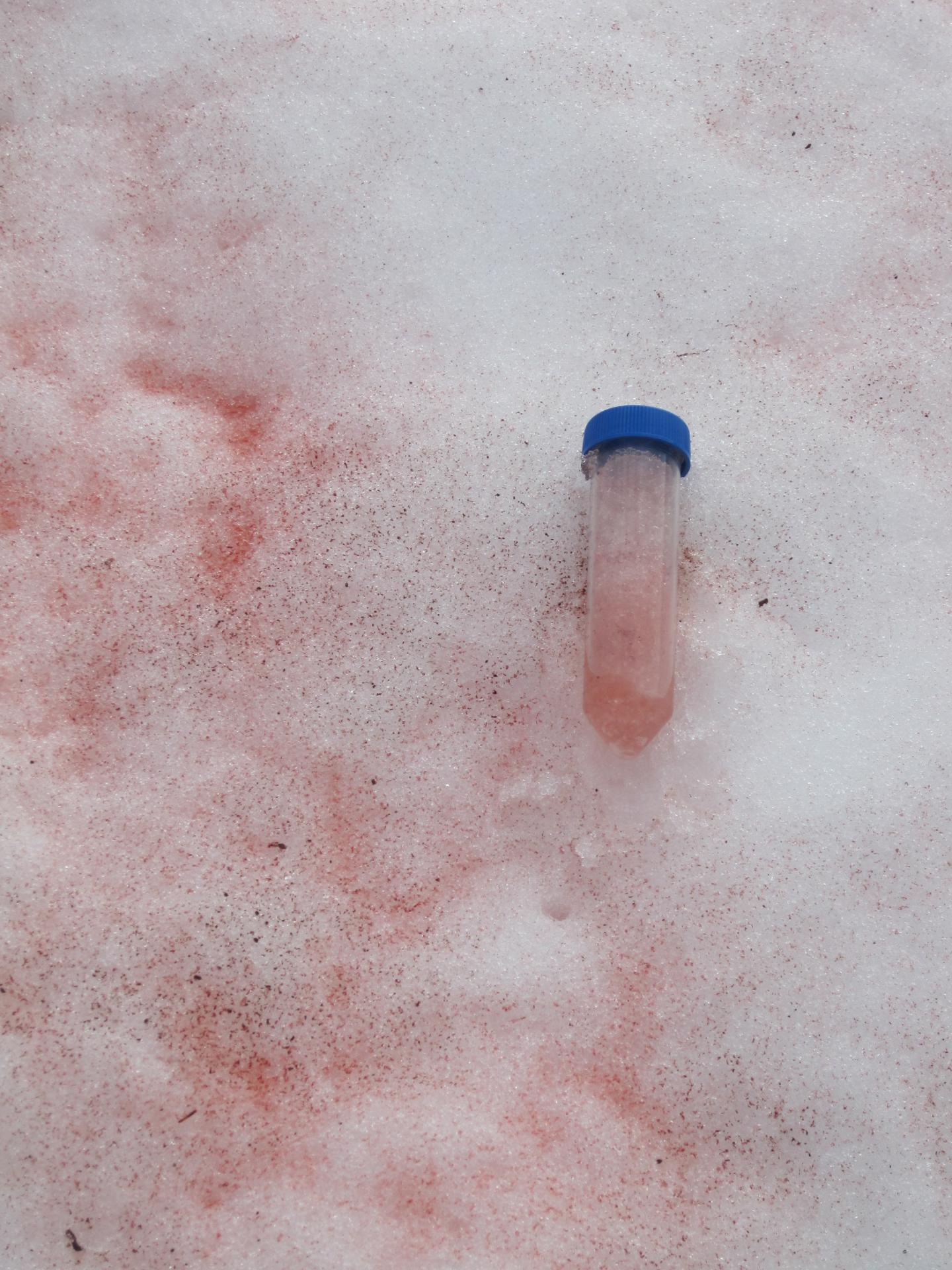 Sampling of Red Snow [IMAGE] | EurekAlert! Science News Releases