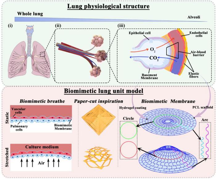 A microphysiological system of [IMAGE] | EurekAlert! Science News Releases