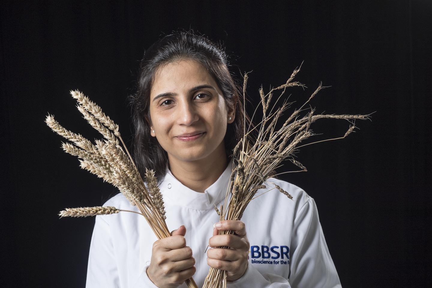 Domestic Wheat and Wild Relati [IMAGE] | EurekAlert! Science News Releases