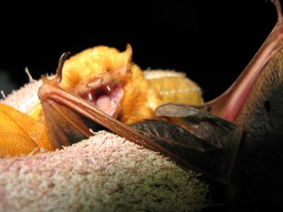 Rabies Virus a Short-Distance Jumper in Bats | EurekAlert!
