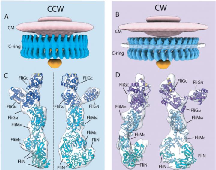 3D model shows bacterial motor in action | EurekAlert!