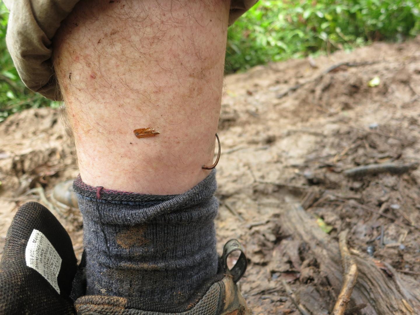 Leeches In Field [IMAGE] | EurekAlert! Science News Releases