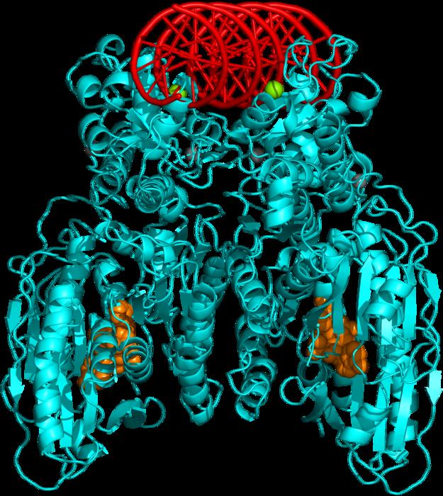 3-D structure of CBASS [IMAGE] | EurekAlert! Science News Releases