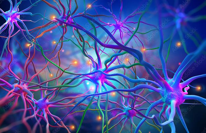 Neurons [IMAGE] | EurekAlert! Science News Releases