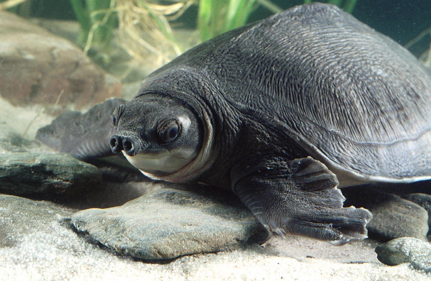 Pig-nosed Turtle [IMAGE] | EurekAlert! Science News Releases
