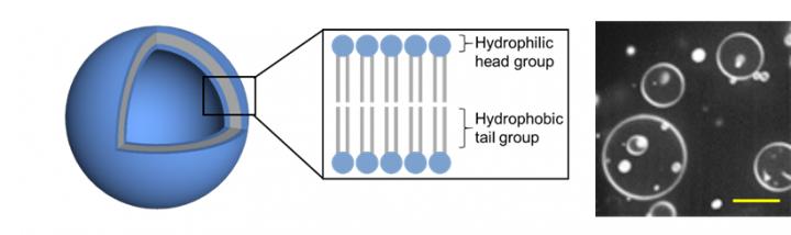 Figure 2: Model of the 3D Vesi [IMAGE] | EurekAlert! Science News Releases