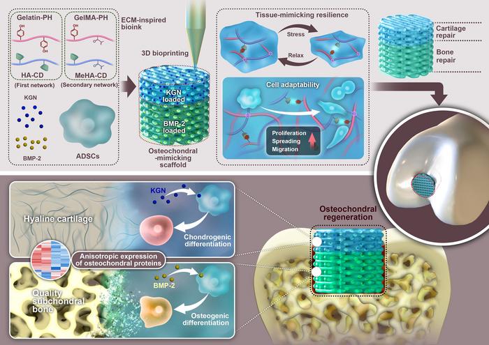 Enhanced osteochondral repair with hyaline ca | EurekAlert!