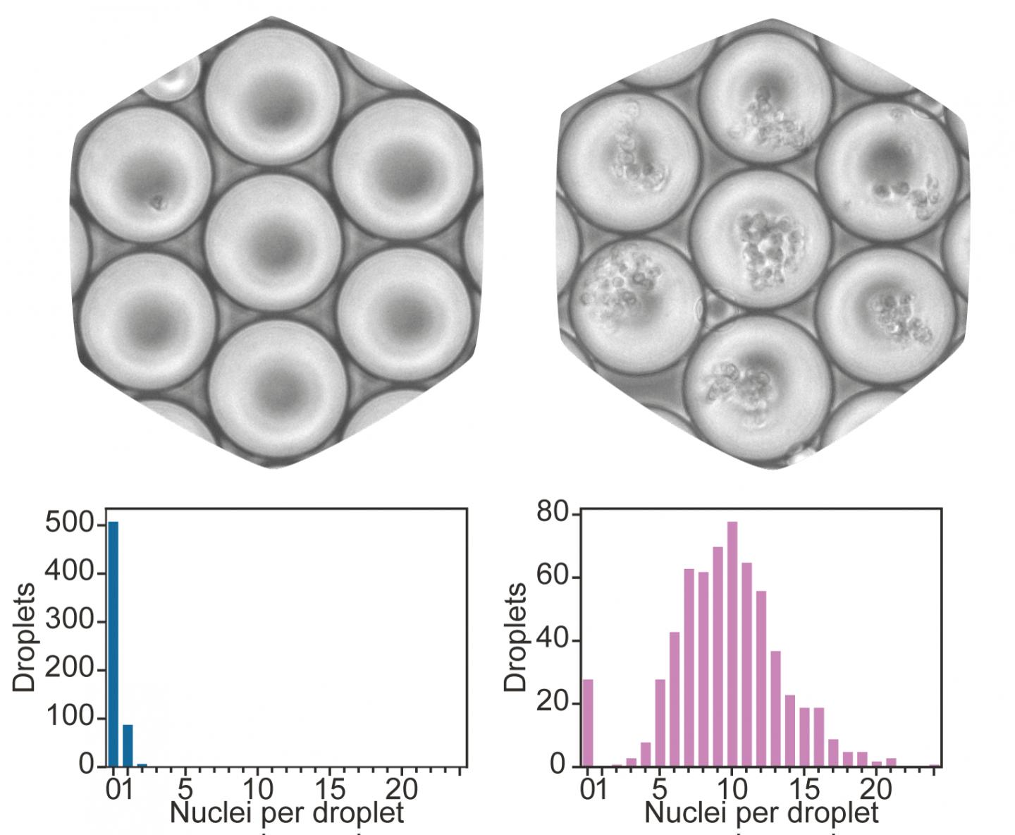 Microfluidic chips [IMAGE] | EurekAlert! Science News Releases