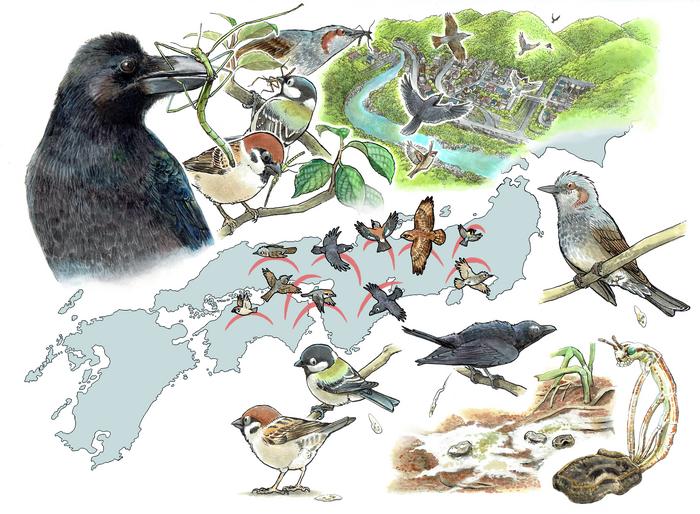 Birds disperse eggs of stick i [IMAGE] | EurekAlert! Science News Releases