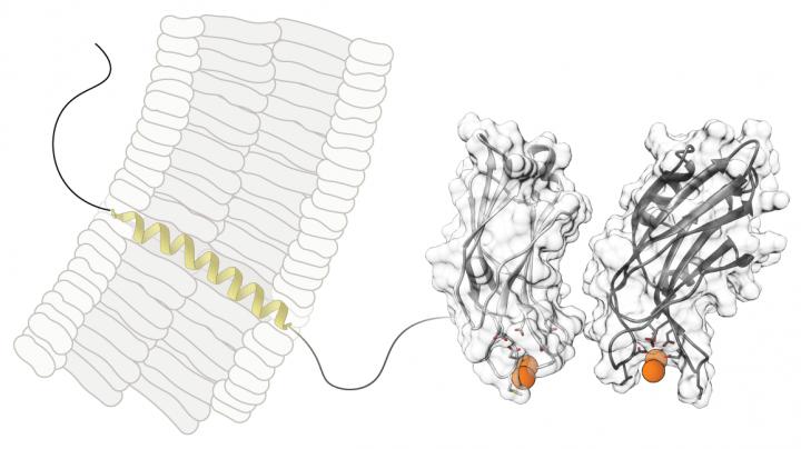 syt1 [IMAGE] | EurekAlert! Science News Releases