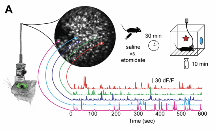 Figure 3a from Zhu et al. [IMAGE] | EurekAlert! Science News Releases