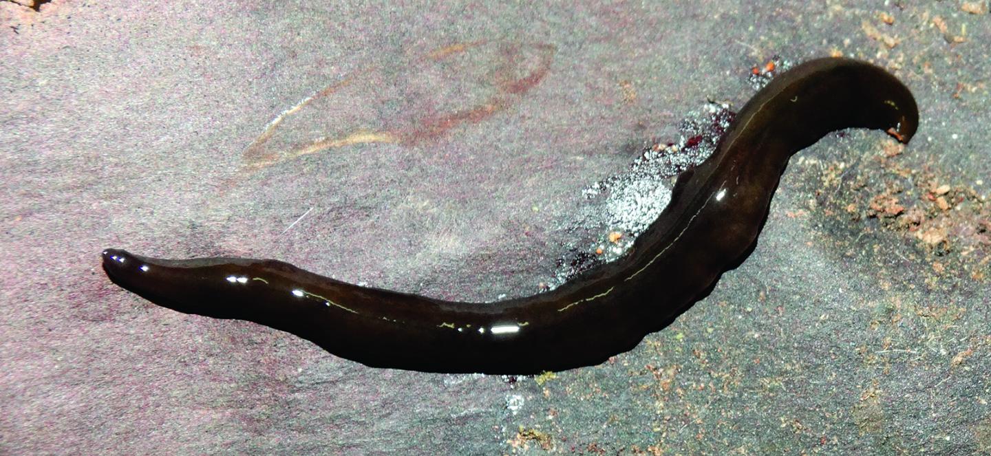 One of the New Flatworm Specie [IMAGE] | EurekAlert! Science News Releases