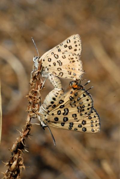 Apharitis cilissa [IMAGE] | EurekAlert! Science News Releases