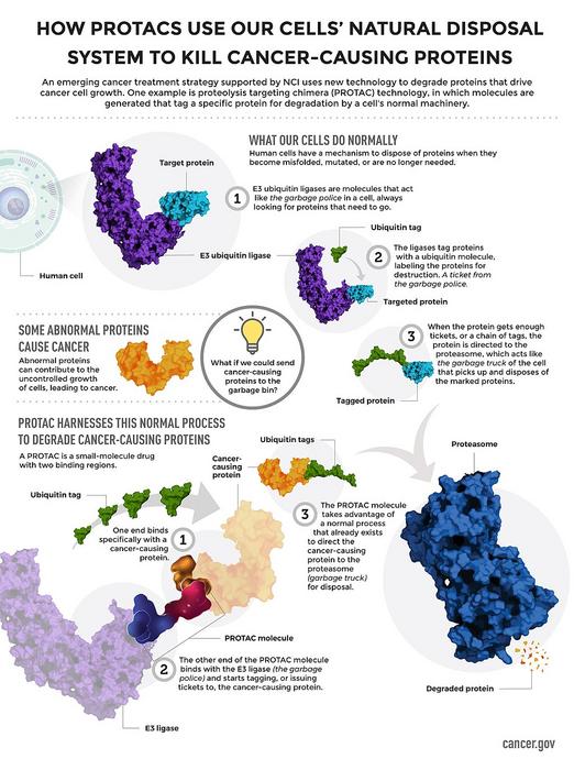 Infographic: PROTACs [IMAGE] | EurekAlert! Science News Releases