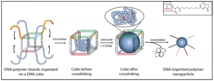 Using DNA strands to design new polymer mater | EurekAlert!
