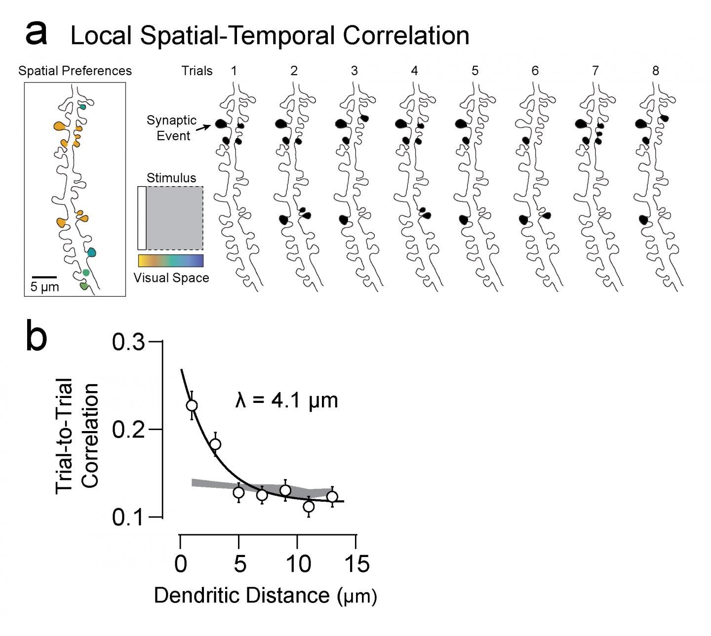Synaptic Clusters Exhibit Spat [image] Eurekalert Science News Releases