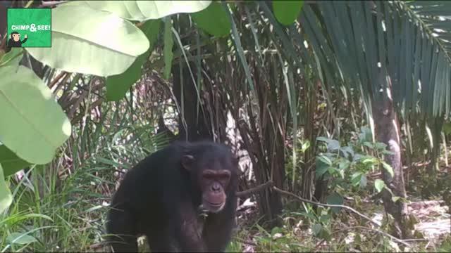 Chimp&See is back! | EurekAlert!