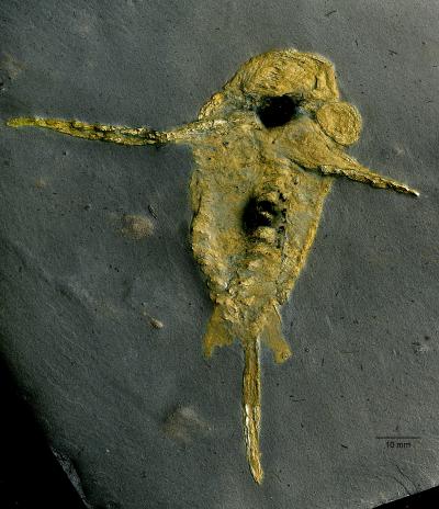 Tracing Evolution with a Great Appendage (3 o | EurekAlert!