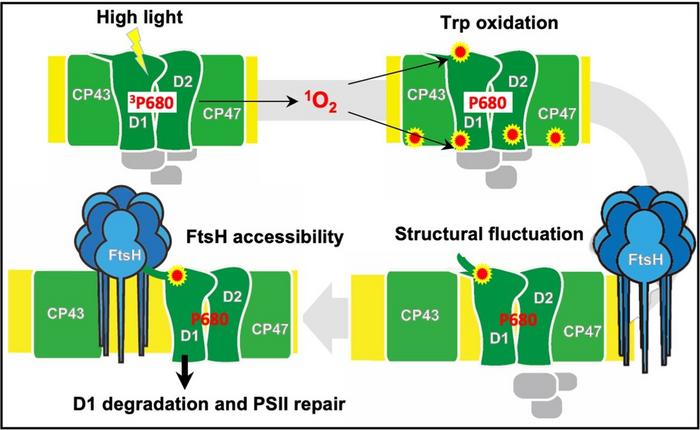 The role of oxidized tryptophan residues in r | EurekAlert!