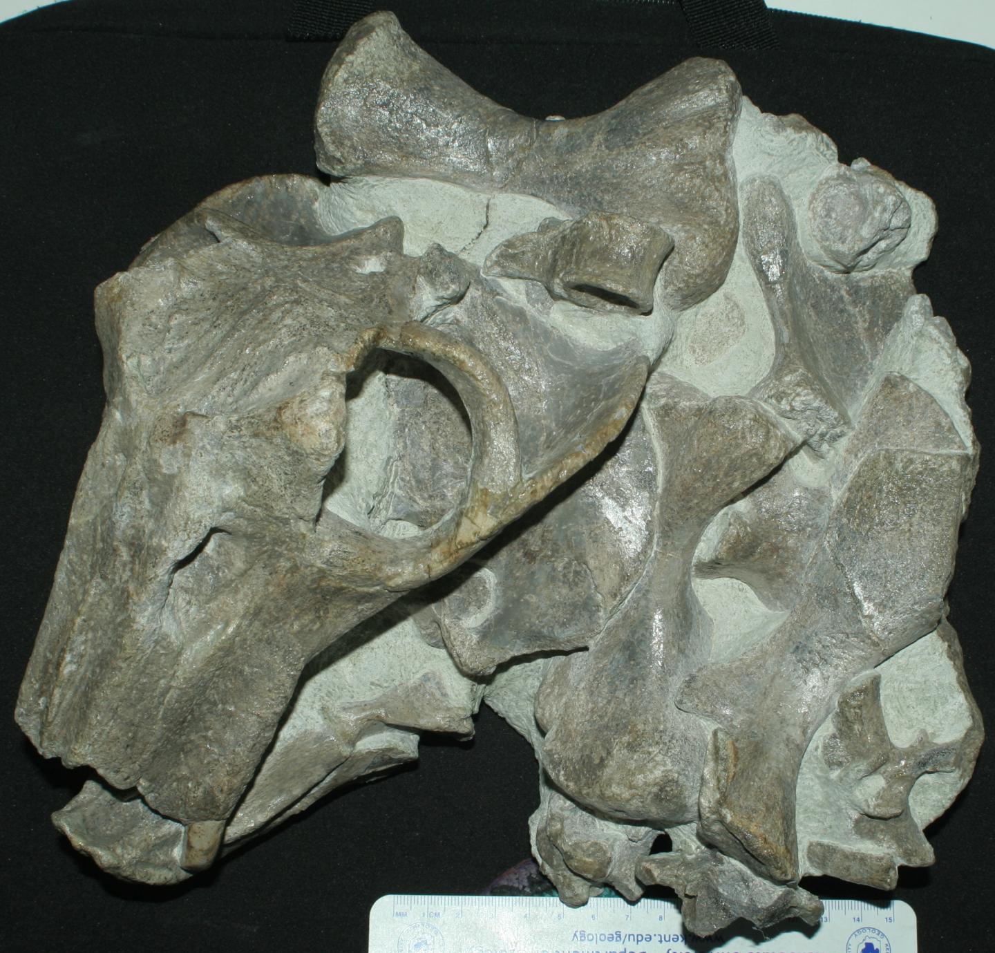 Lystrosaurus Specimen [IMAGE] | EurekAlert! Science News Releases