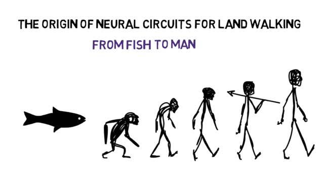 Walking fish suggests locomotion control evol | EurekAlert!