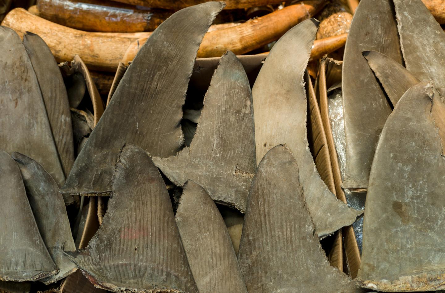 Dried Shark Fins [IMAGE] | EurekAlert! Science News Releases