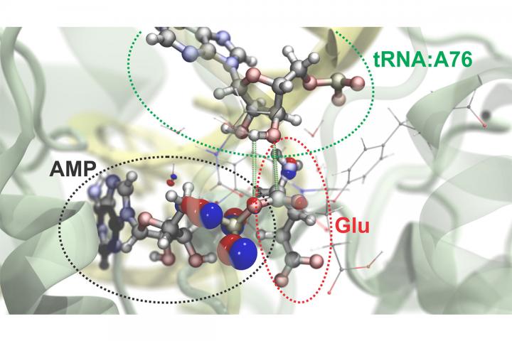 Visualization of tRNA [IMAGE] | EurekAlert! Science News Releases