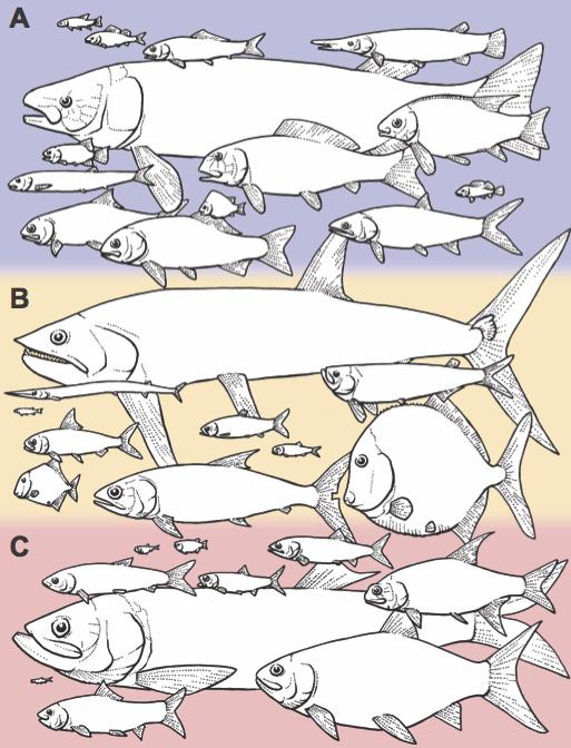 Teleost Fish Were No Evolution [IMAGE] | EurekAlert! Science News Releases