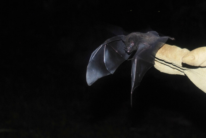 Bat Release Image Eurekalert Science News Releases