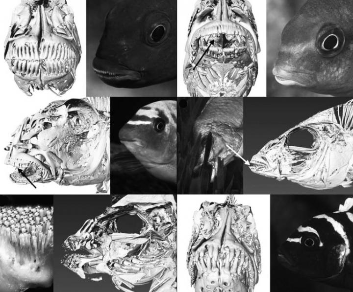 Malawi fish CT scans [IMAGE] | EurekAlert! Science News Releases