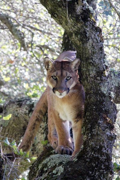 Puma Treed by Hound Dogs [IMAGE] | EurekAlert! Science News Releases