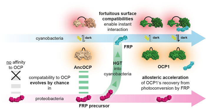 Blind dating in bacteria evolution | EurekAlert!