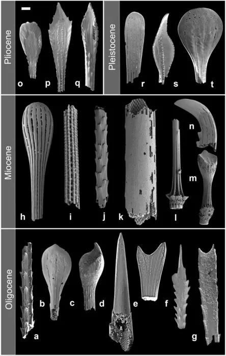 A range of sea urchin spines f [IMAGE] | EurekAlert! Science News Releases
