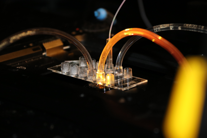 EurekAlert! Science News Releases