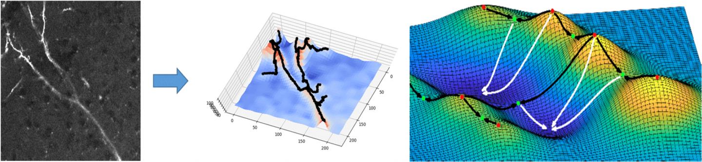 How the "virtual neuroanatomis [IMAGE] | EurekAlert! Science News Releases