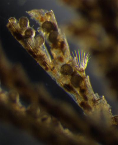 Bugula neritina 1 (of 3 [IMAGE] | EurekAlert! Science News Releases