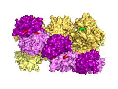 Protein IRE1 [IMAGE] | EurekAlert! Science News Releases