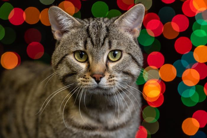 Cat [IMAGE] | EurekAlert! Science News Releases