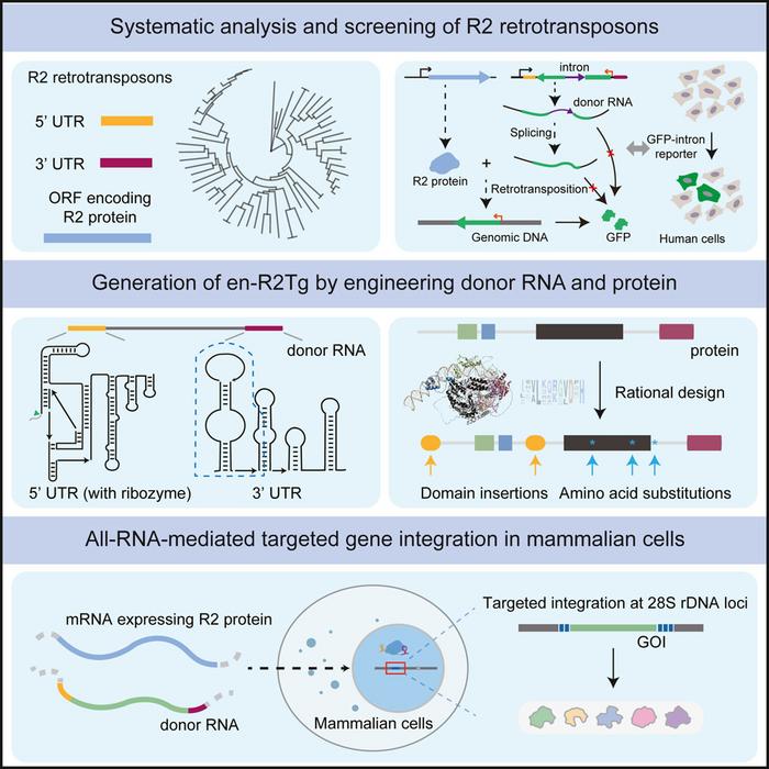All RNA-mediated targeted gene [IMAGE] | EurekAlert! Science News Releases