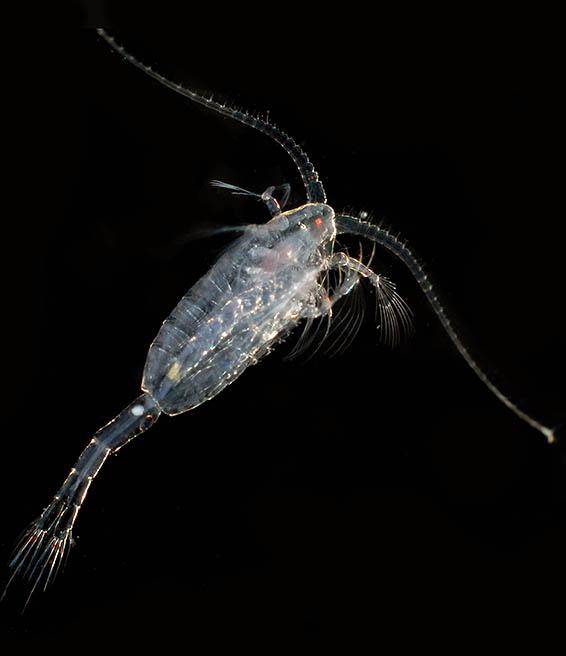 Copepod [IMAGE] | EurekAlert! Science News Releases