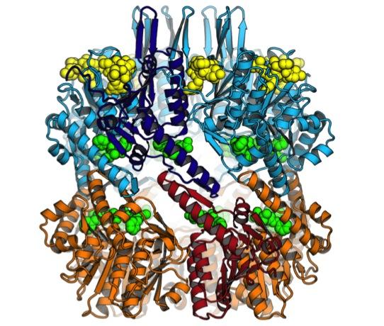 ADEP and ClpP [IMAGE] | EurekAlert! Science News Releases