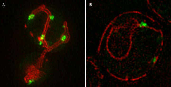 Aggregate Binding [IMAGE] | EurekAlert! Science News Releases