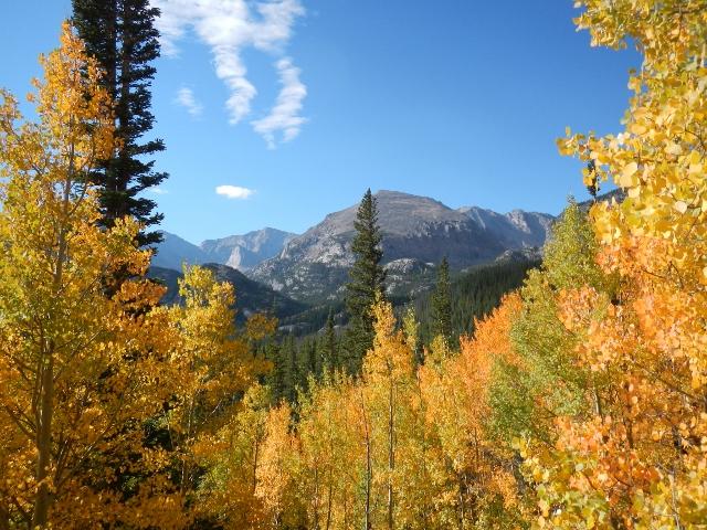 Subalpine forest [IMAGE] | EurekAlert! Science News Releases