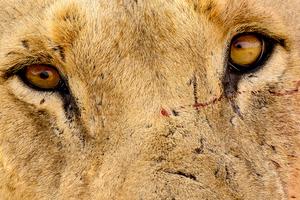 Genomic study identifies human, animal hair i | EurekAlert!