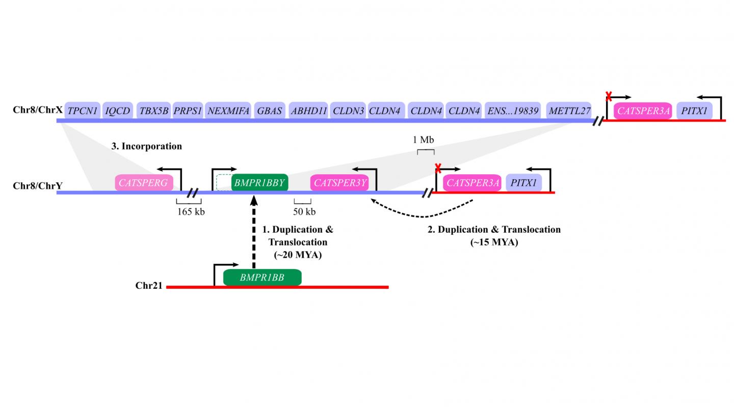 The birth of a Y chromosome [IMAGE] | EurekAlert! Science News Releases