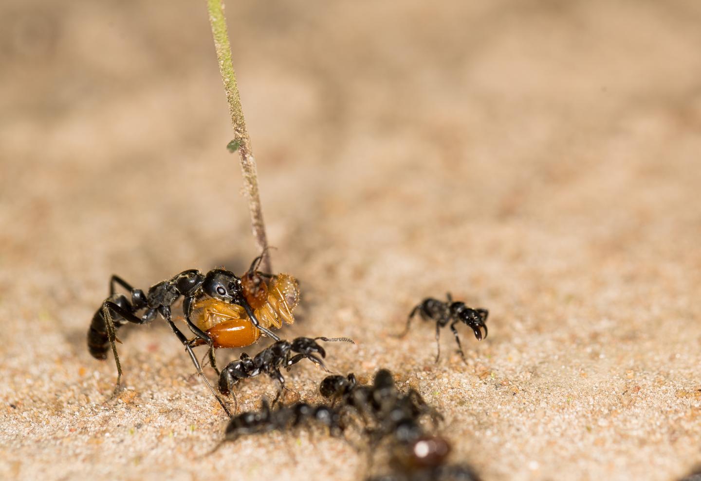 Matabele ants: Travelling faster with detours | EurekAlert!