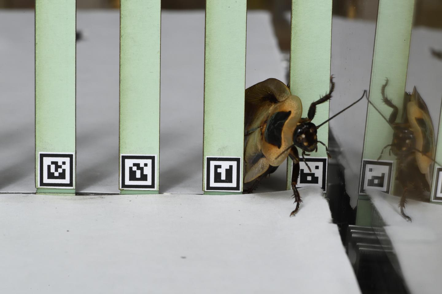 Jitterbug: Roaches and robots shake it to tra | EurekAlert!