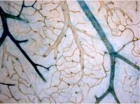 Controlling Inflated Blood Vessels (4 of 7) | EurekAlert!