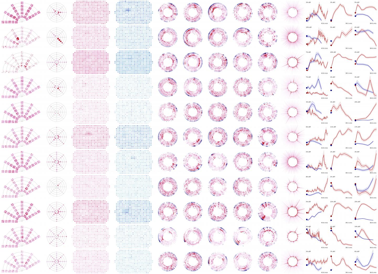 Allen Brain Observatory Cell L [IMAGE] | EurekAlert! Science News Releases