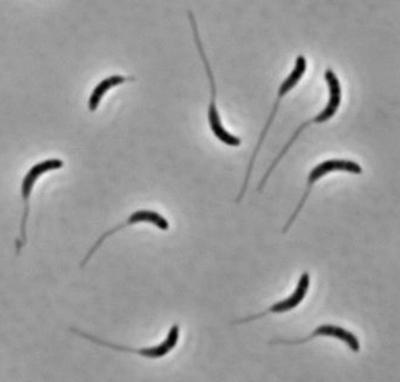 Figuring out function from bacteria's bewilde | EurekAlert!